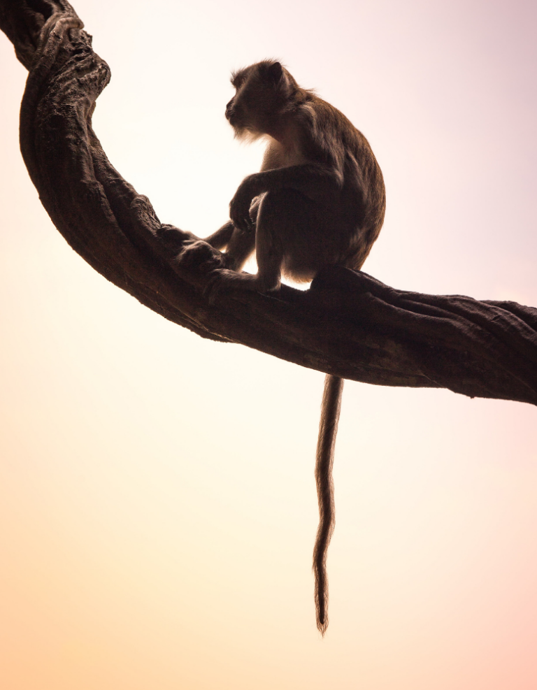 Quick Question: Why are Prehensile Tails Special? - CAGIS Clubhouse